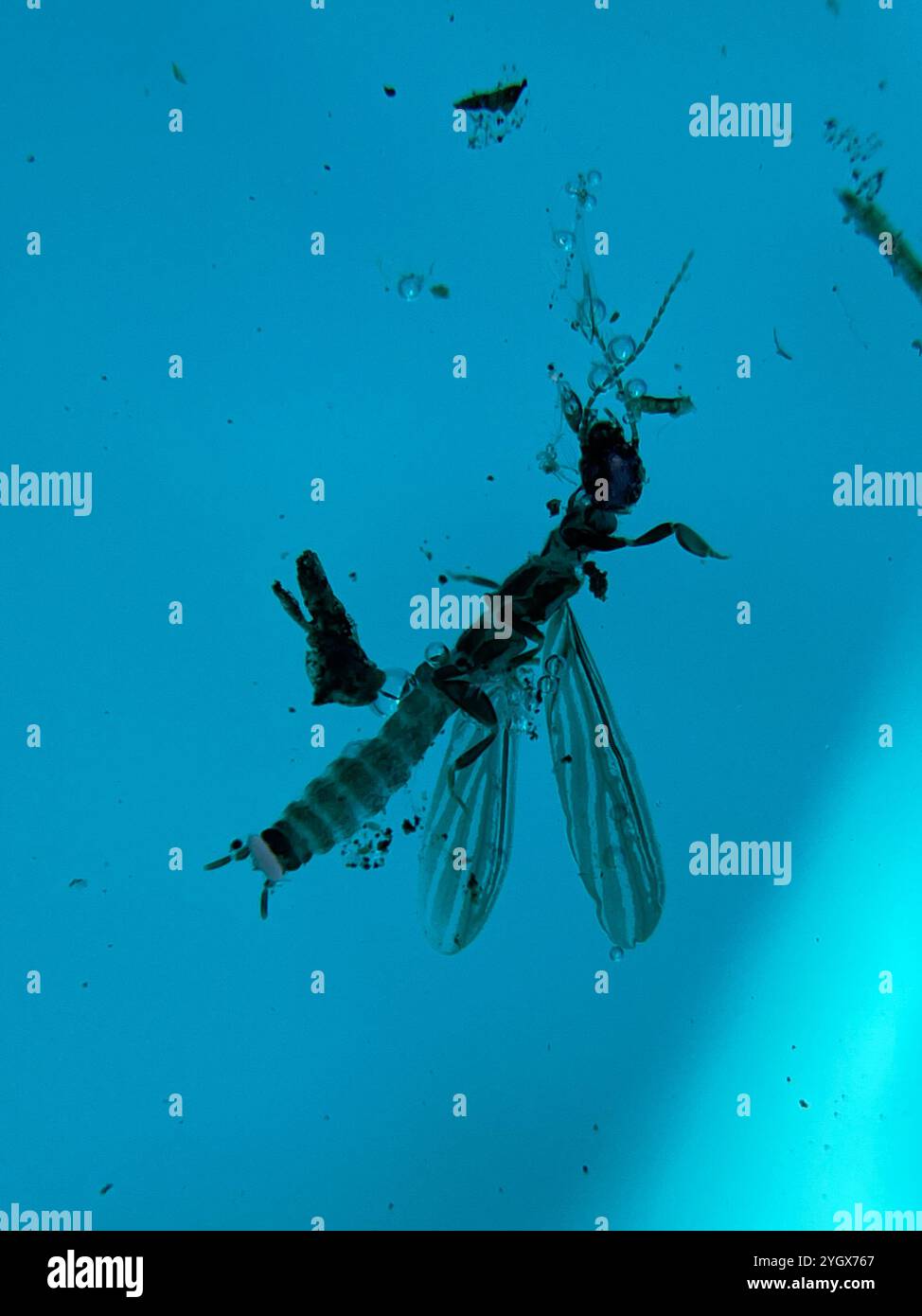 Embioptera hi-res stock photography and images - Alamy