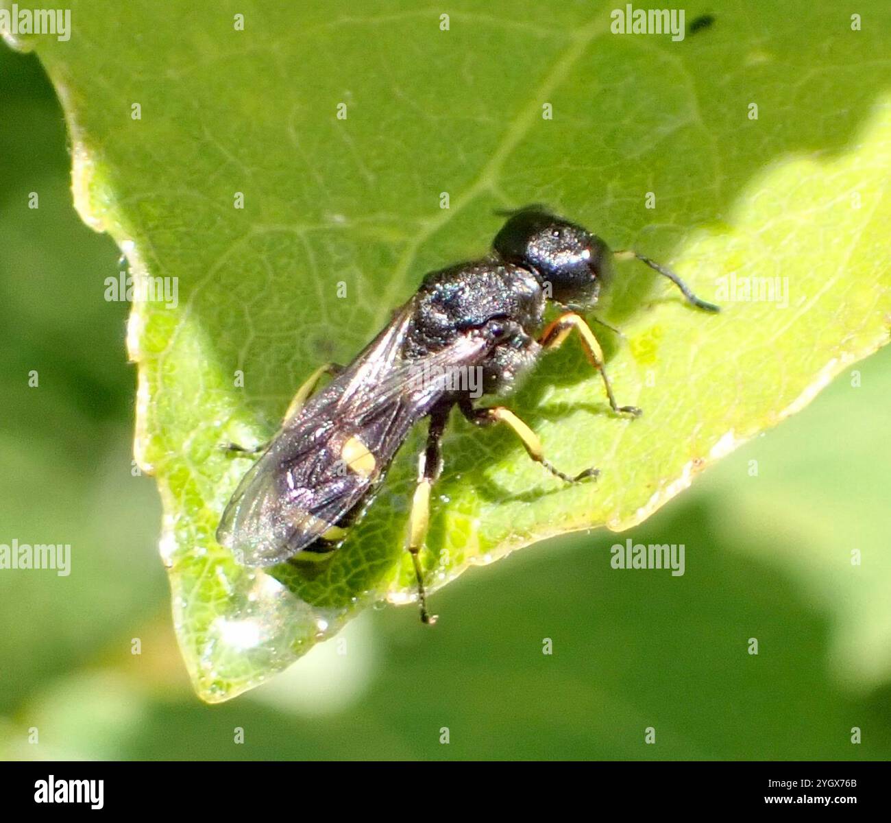 Common Ectemnius (Ectemnius continuus Stock Photo - Alamy