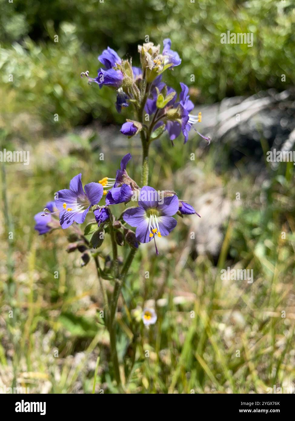 western Jacob's ladder (Polemonium occidentale Stock Photo - Alamy