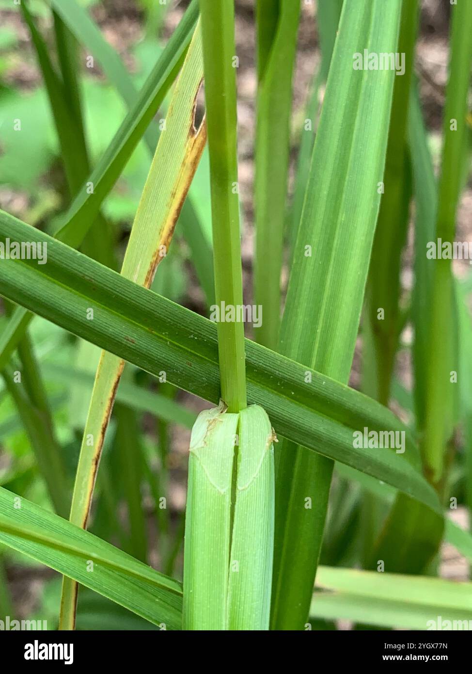 Dark Green Bulrush Complex (Scirpus atrovirens Stock Photo - Alamy
