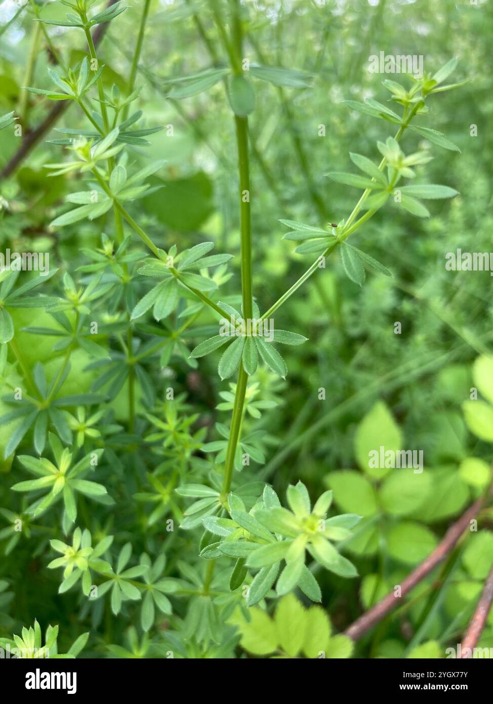 white bedstraw (Galium album Stock Photo - Alamy