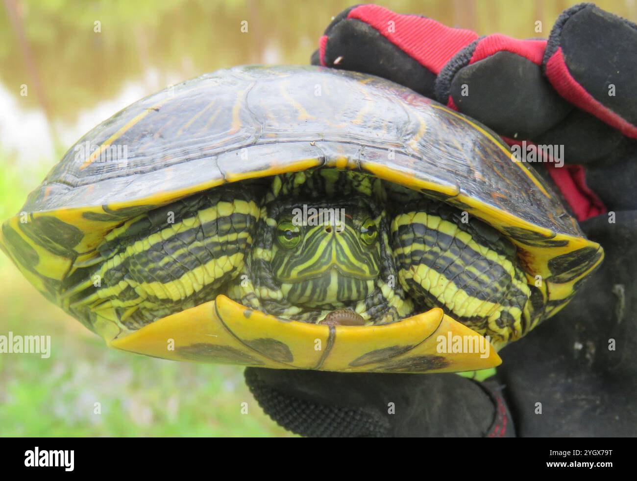 Red-eared Slider (Trachemys scripta elegans Stock Photo - Alamy