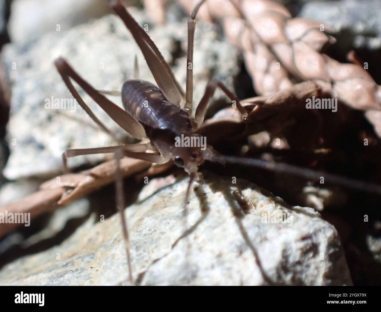 Square-legged Camel Cricket (Tropidischia xanthostoma Stock Photo - Alamy