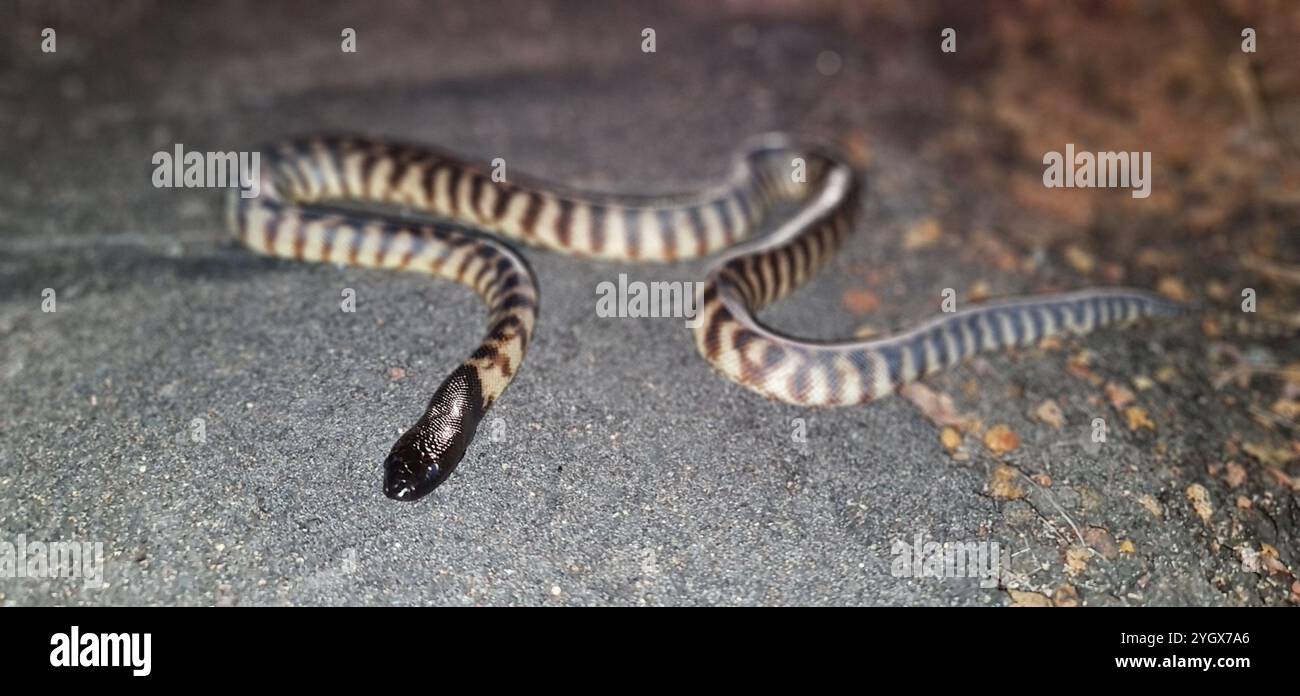 Black-headed Python (Aspidites melanocephalus Stock Photo - Alamy