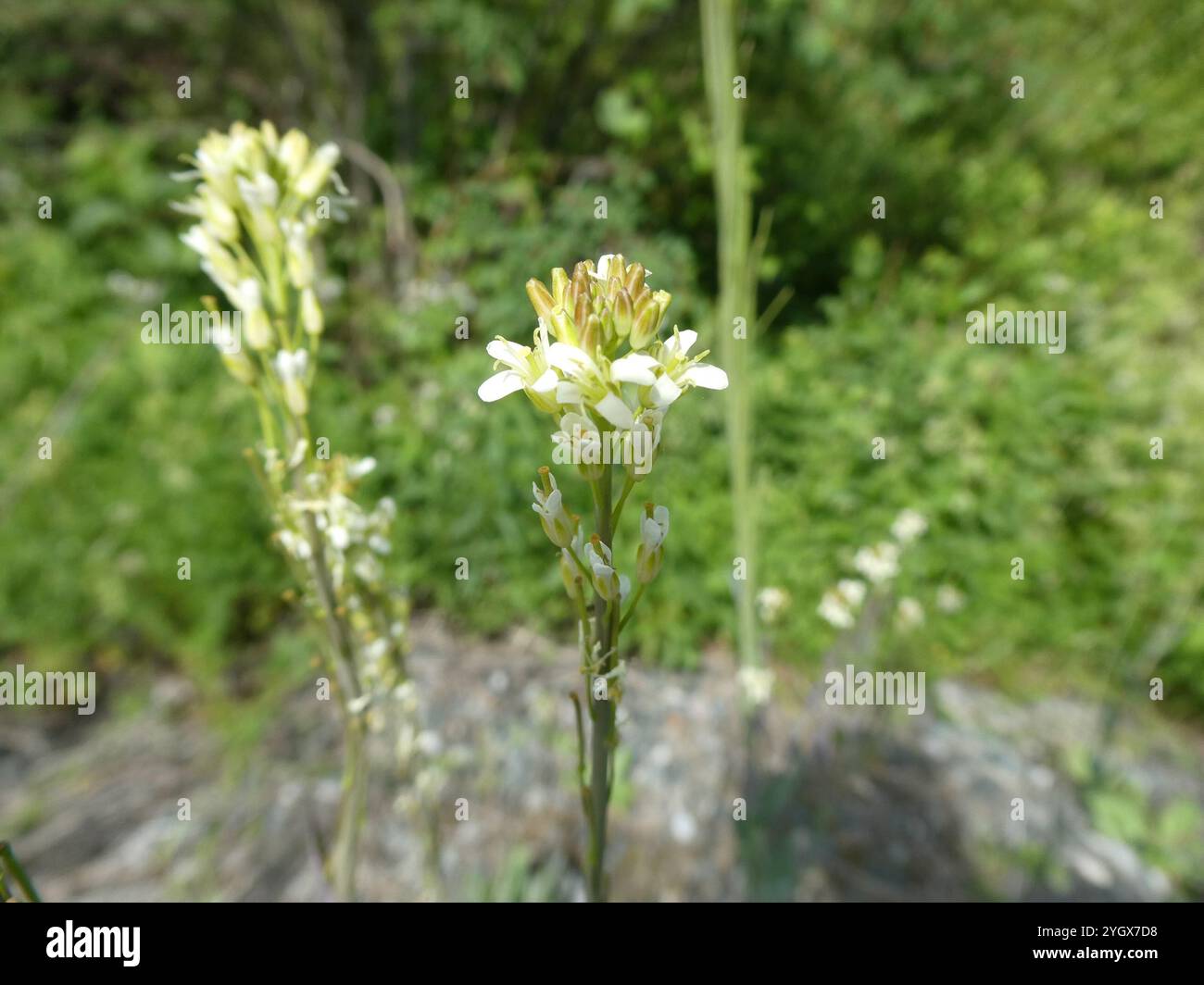 Tower mustard turritis glabra hi-res stock photography and images - Alamy