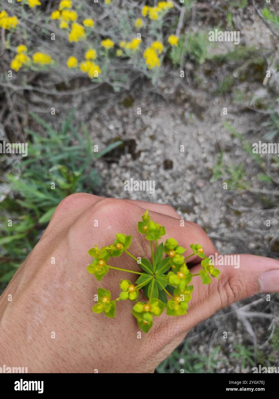 steppe spurge (Euphorbia seguieriana Stock Photo - Alamy