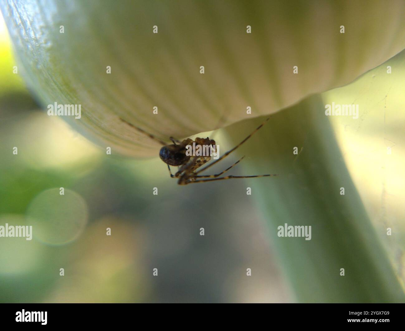 False Pirate Spider (Platnickina tincta Stock Photo - Alamy