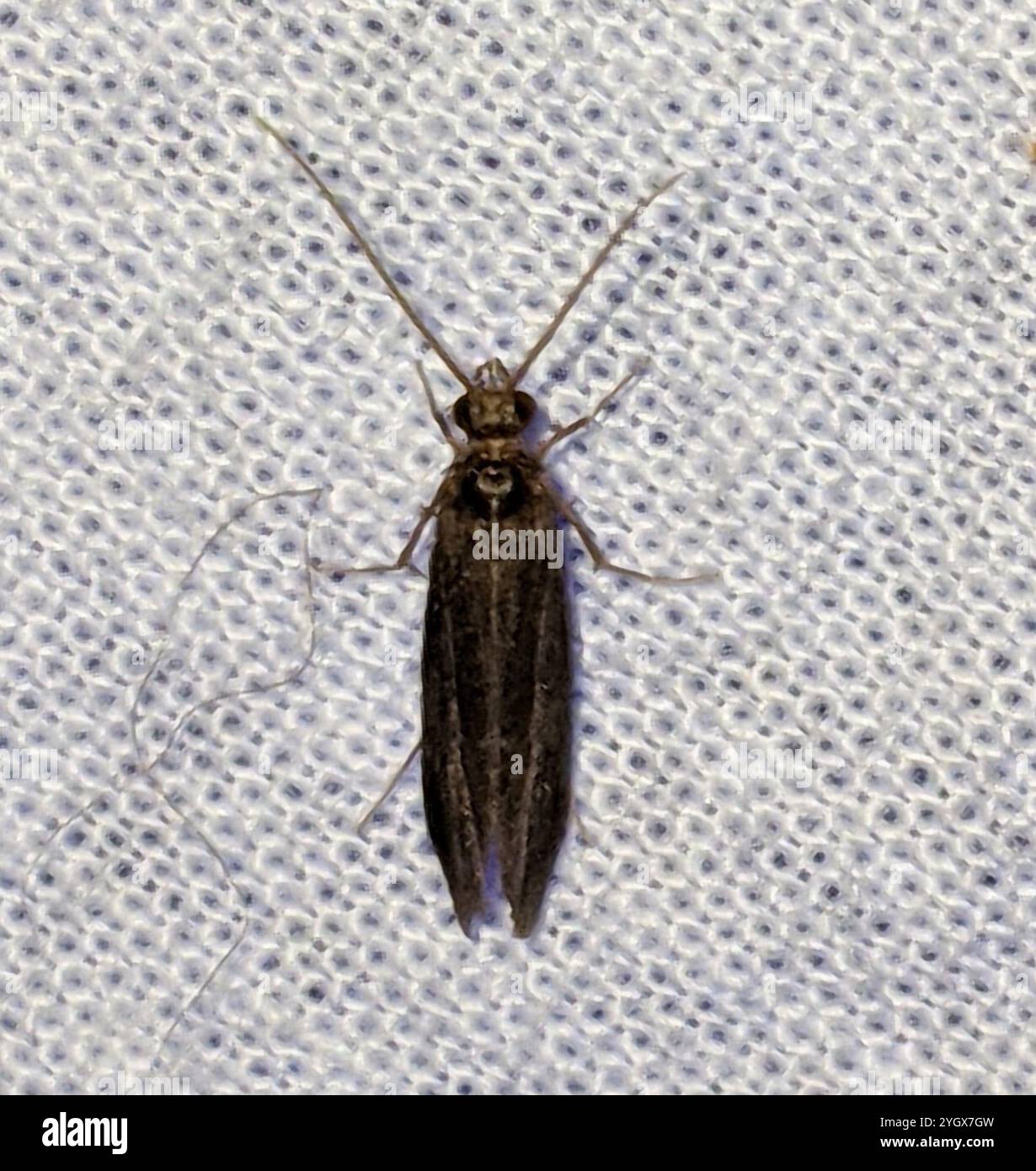 Hydroptilidae hi-res stock photography and images - Alamy