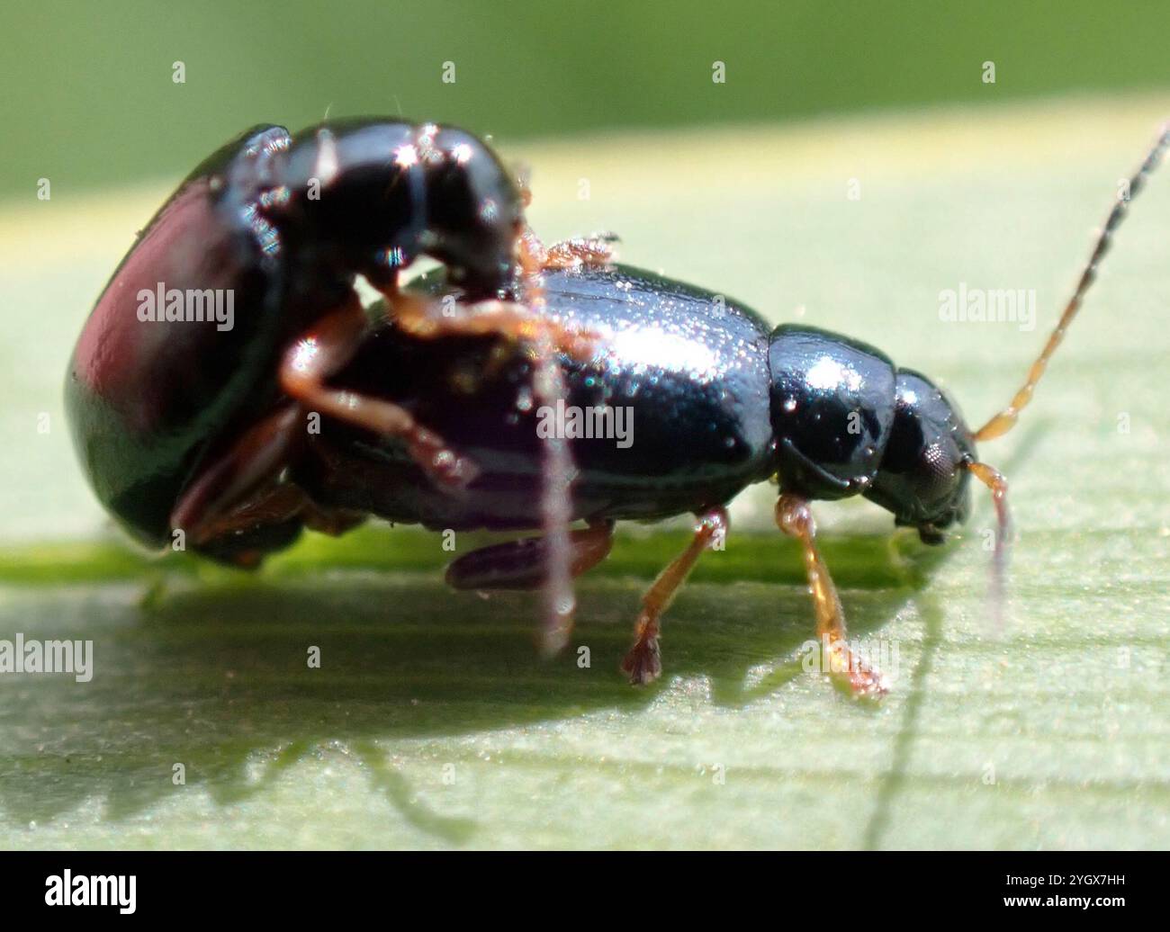 Iris Flea Beetle (Aphthona nonstriata Stock Photo - Alamy