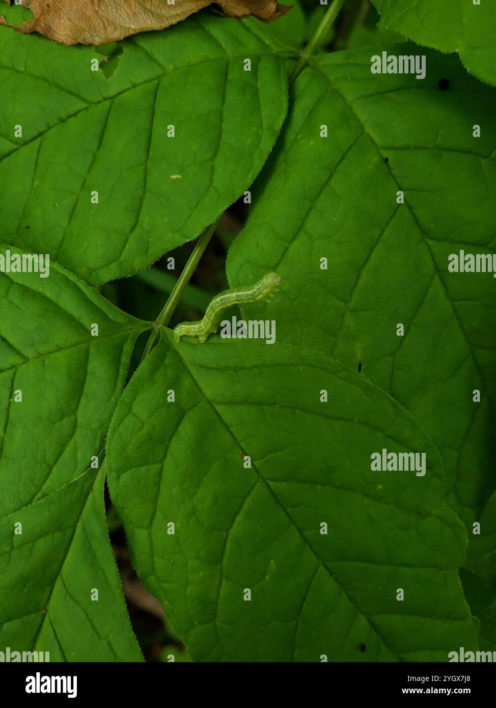 Fall Cankerworm Moth (Alsophila pometaria Stock Photo - Alamy