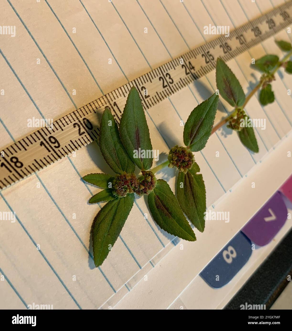 Asthma plant (Euphorbia hirta Stock Photo - Alamy