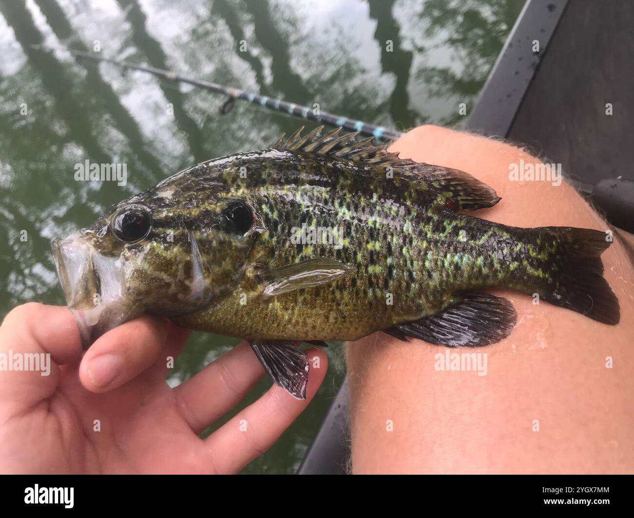 Warmouth (Lepomis gulosus Stock Photo - Alamy