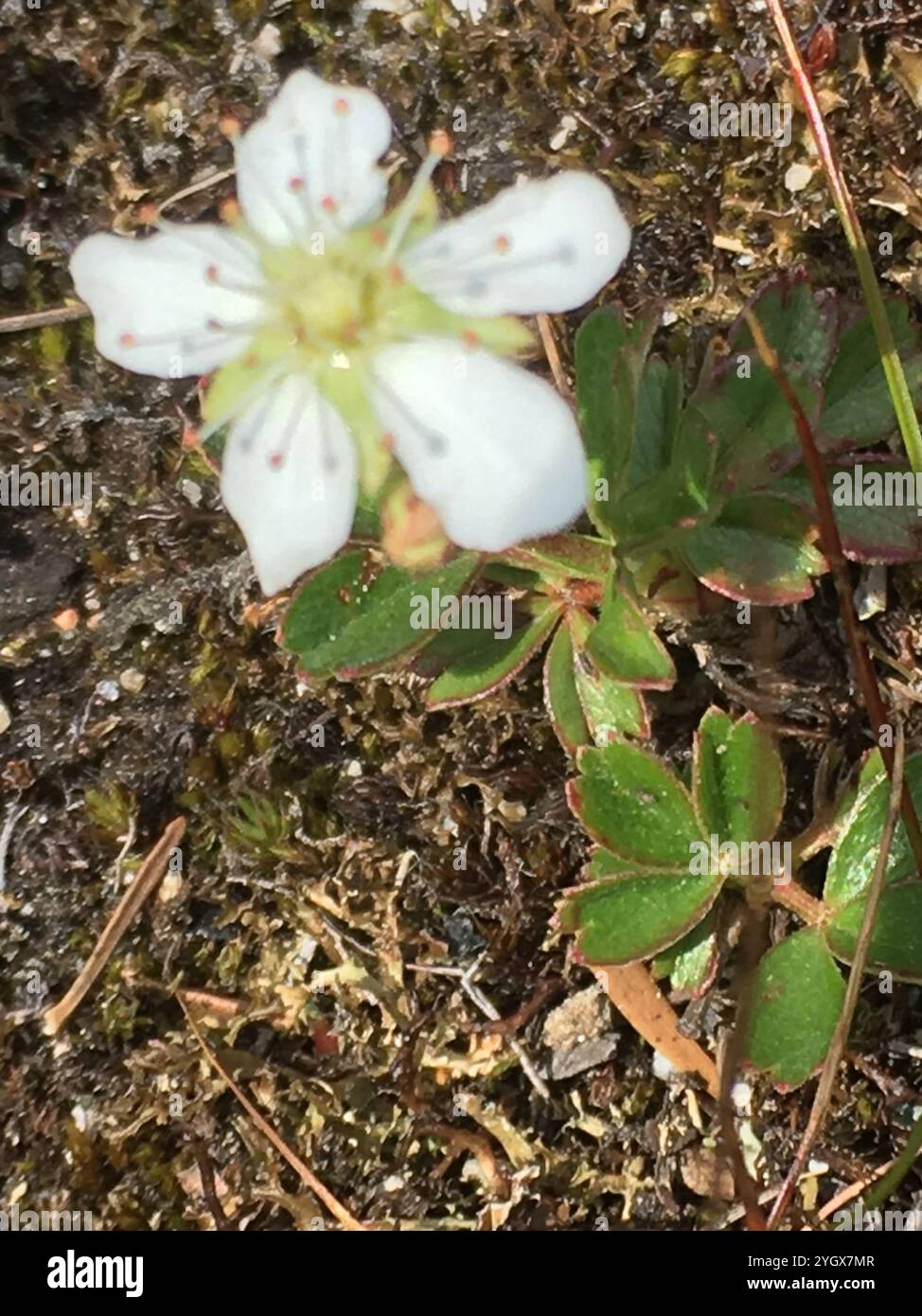 three-toothed cinquefoil (Sibbaldiopsis tridentata Stock Photo - Alamy