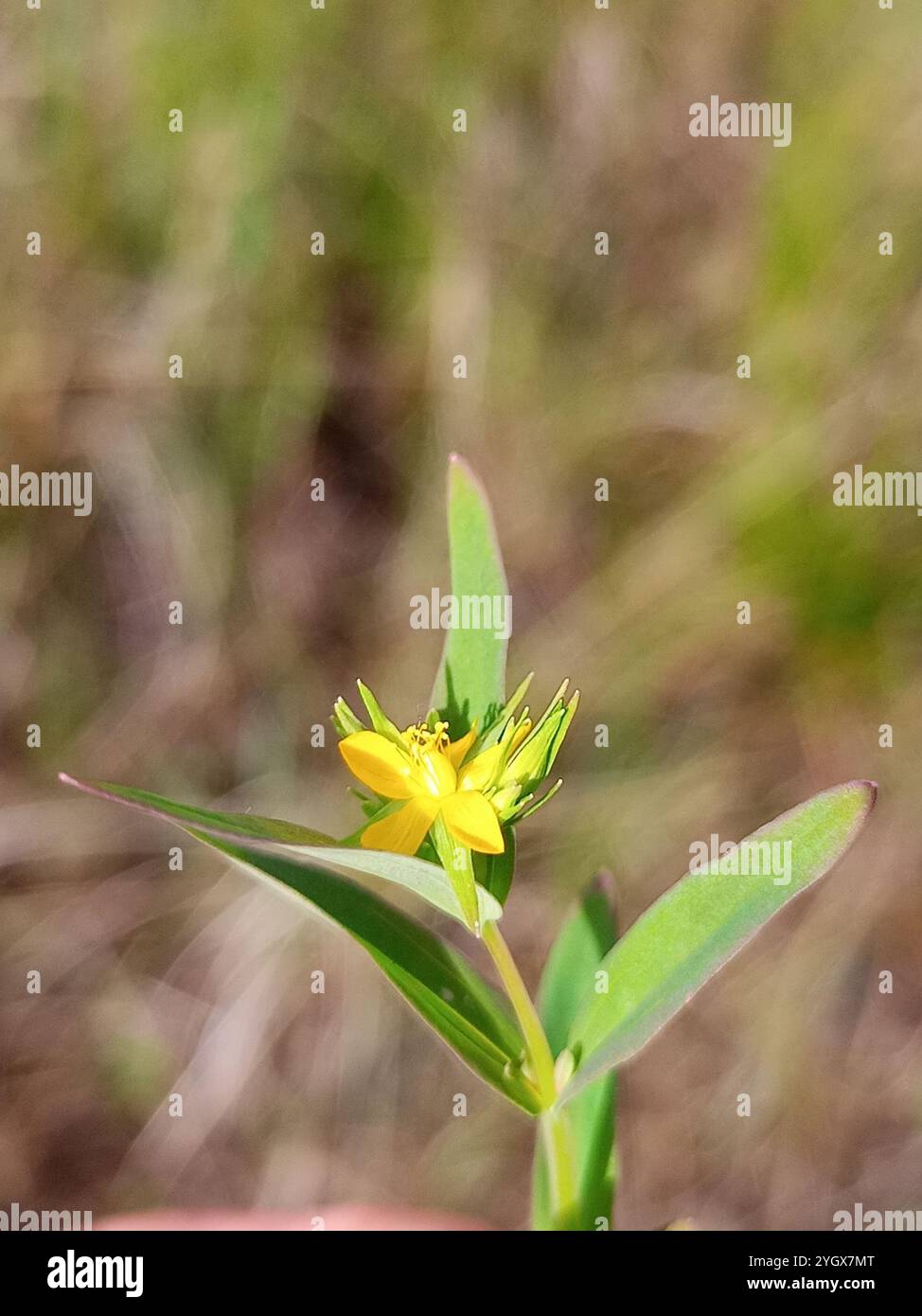 large canadian st. john's-wort (Hypericum majus Stock Photo - Alamy