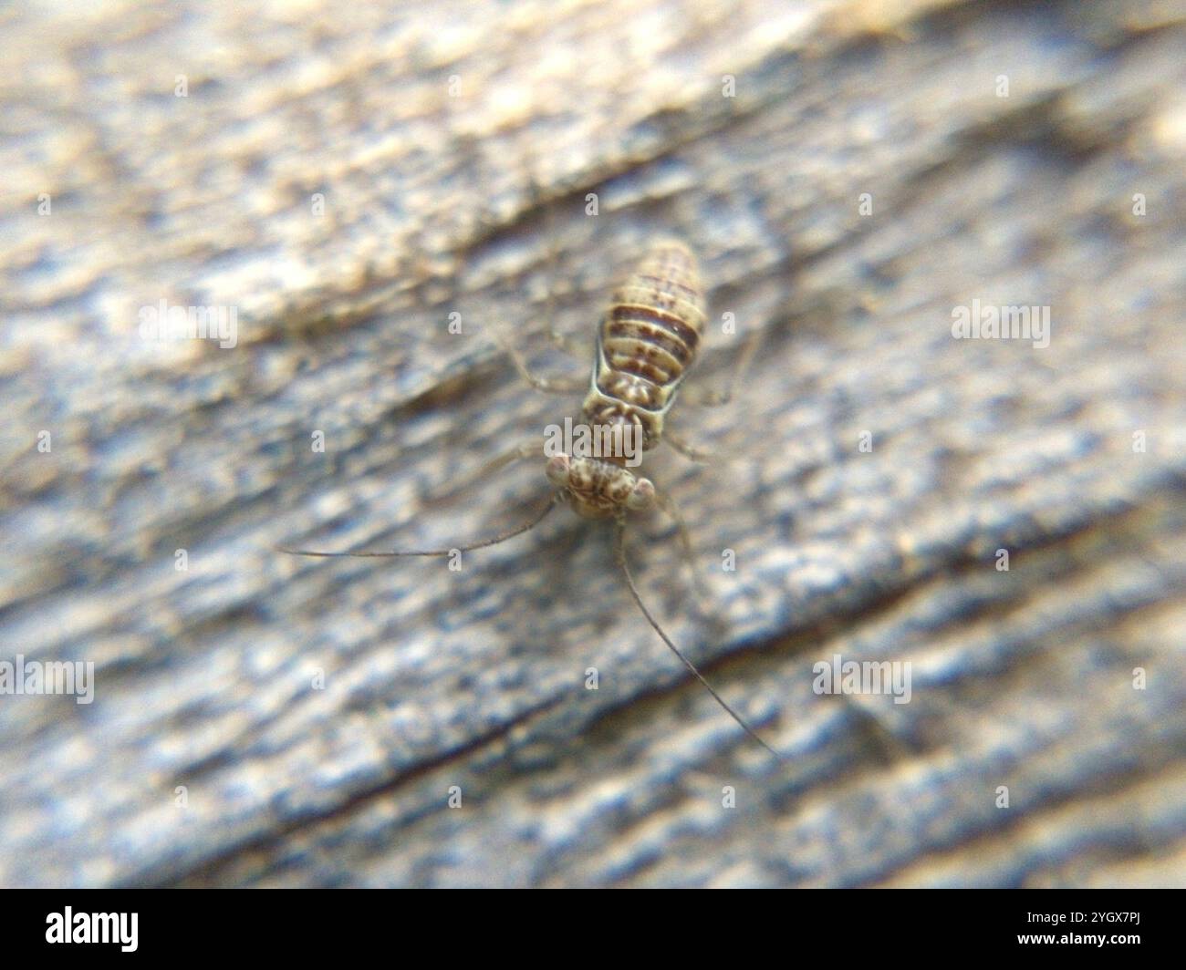Barklice, Booklice, and Parasitic Lice (Psocodea Stock Photo - Alamy