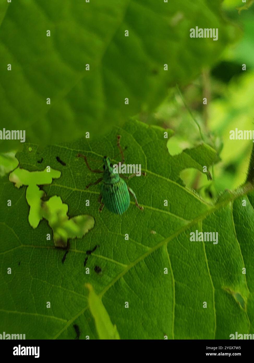 Green Immigrant Leaf Weevil (Polydrusus formosus Stock Photo - Alamy