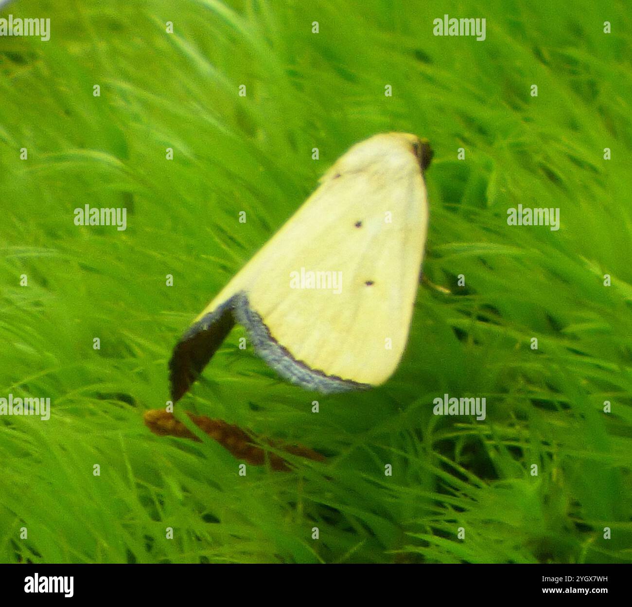 Black-bordered Lemon Moth (Marimatha nigrofimbria Stock Photo - Alamy