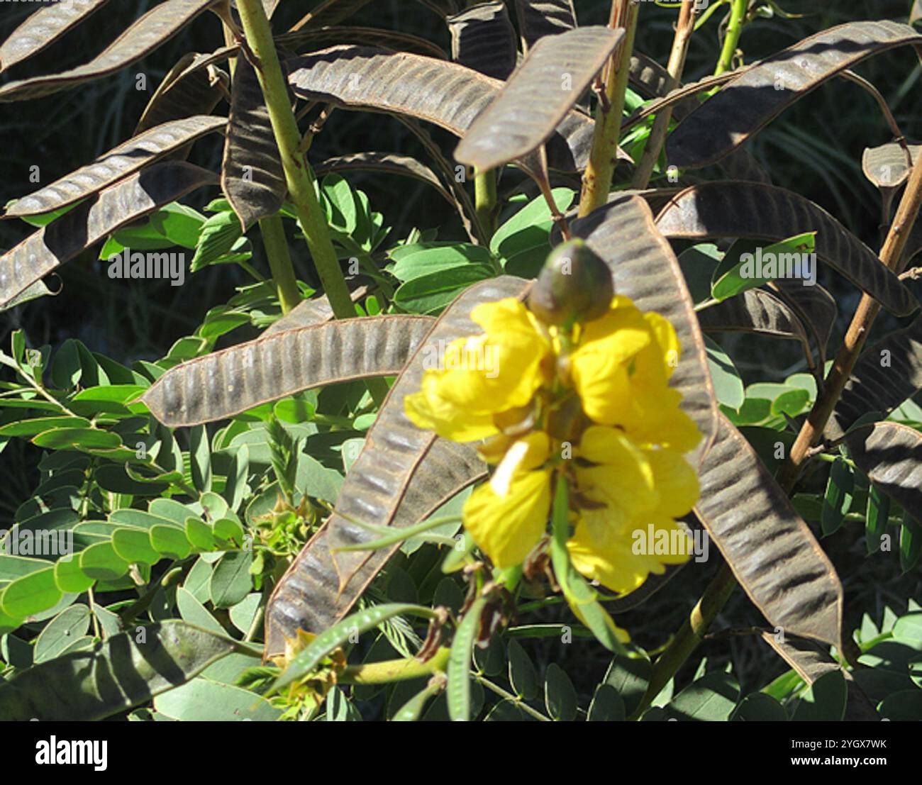 Peanut-Butter Cassia (Senna didymobotrya Stock Photo - Alamy