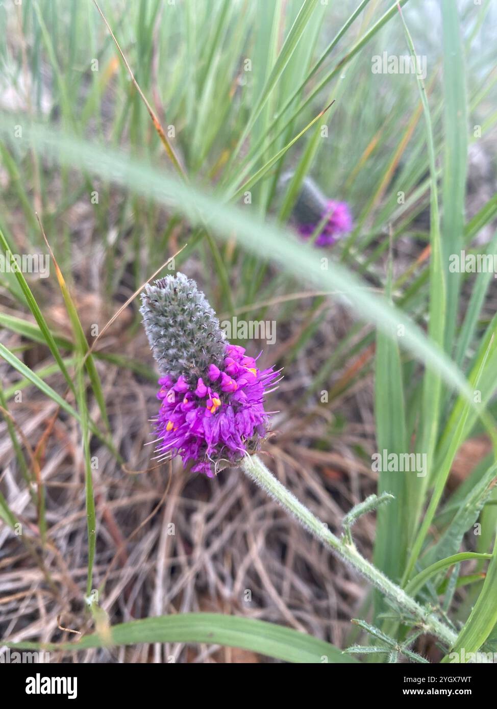 purple prairie clover (Dalea purpurea Stock Photo - Alamy