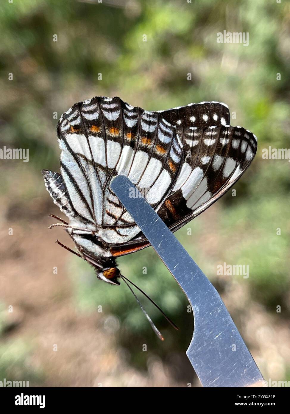 Limenitis weidemeyerii hi-res stock photography and images - Alamy