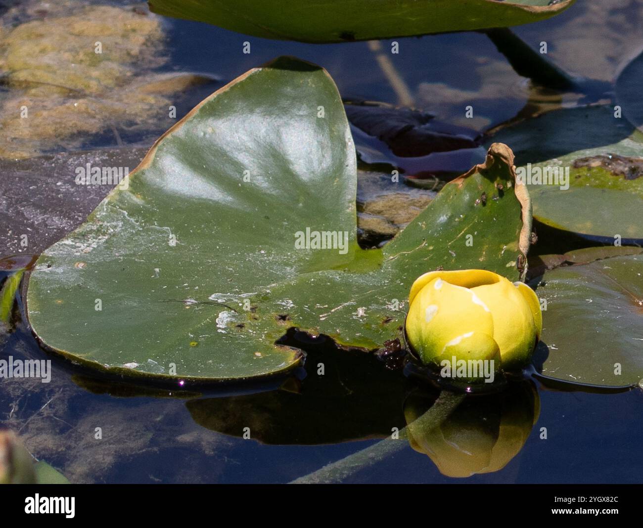 spatterdock (Nuphar advena Stock Photo - Alamy