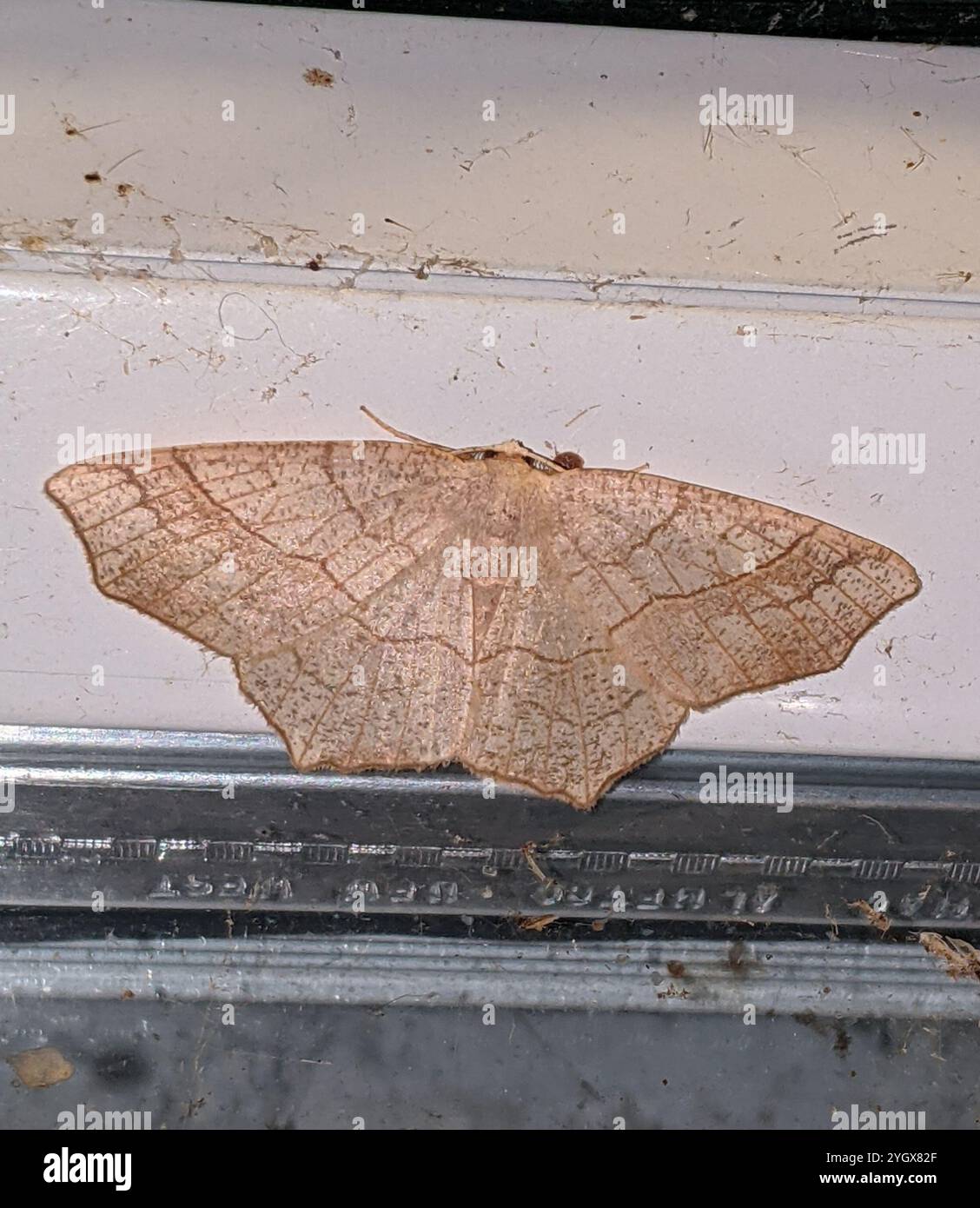 Besma moth hi-res stock photography and images - Alamy