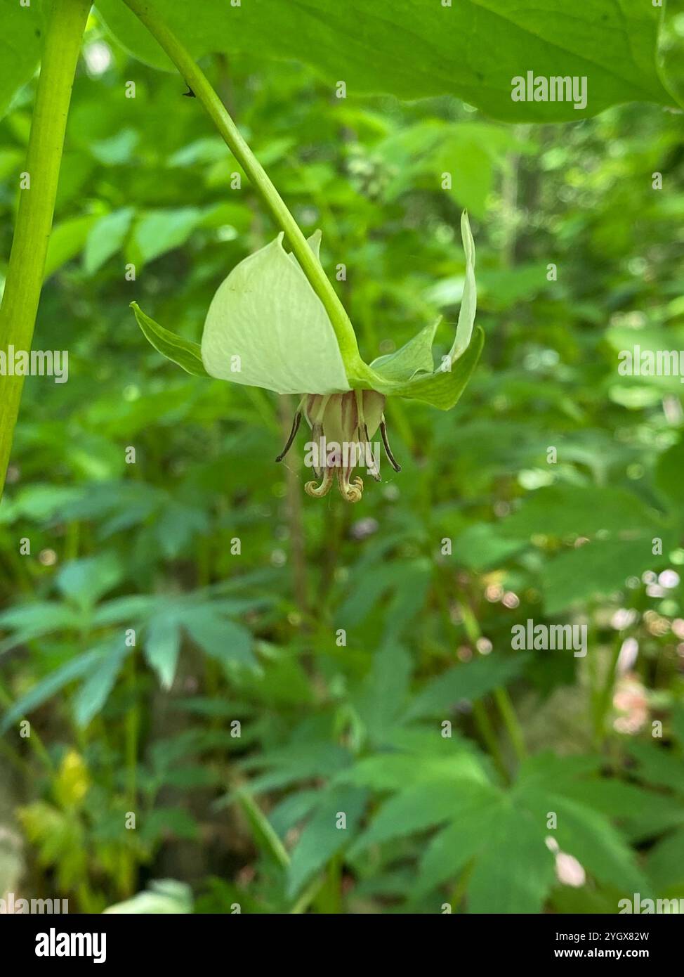 Trillium cernuum hi-res stock photography and images - Alamy