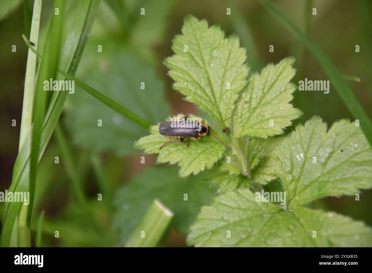 Grey sailor beetle hi-res stock photography and images - Alamy