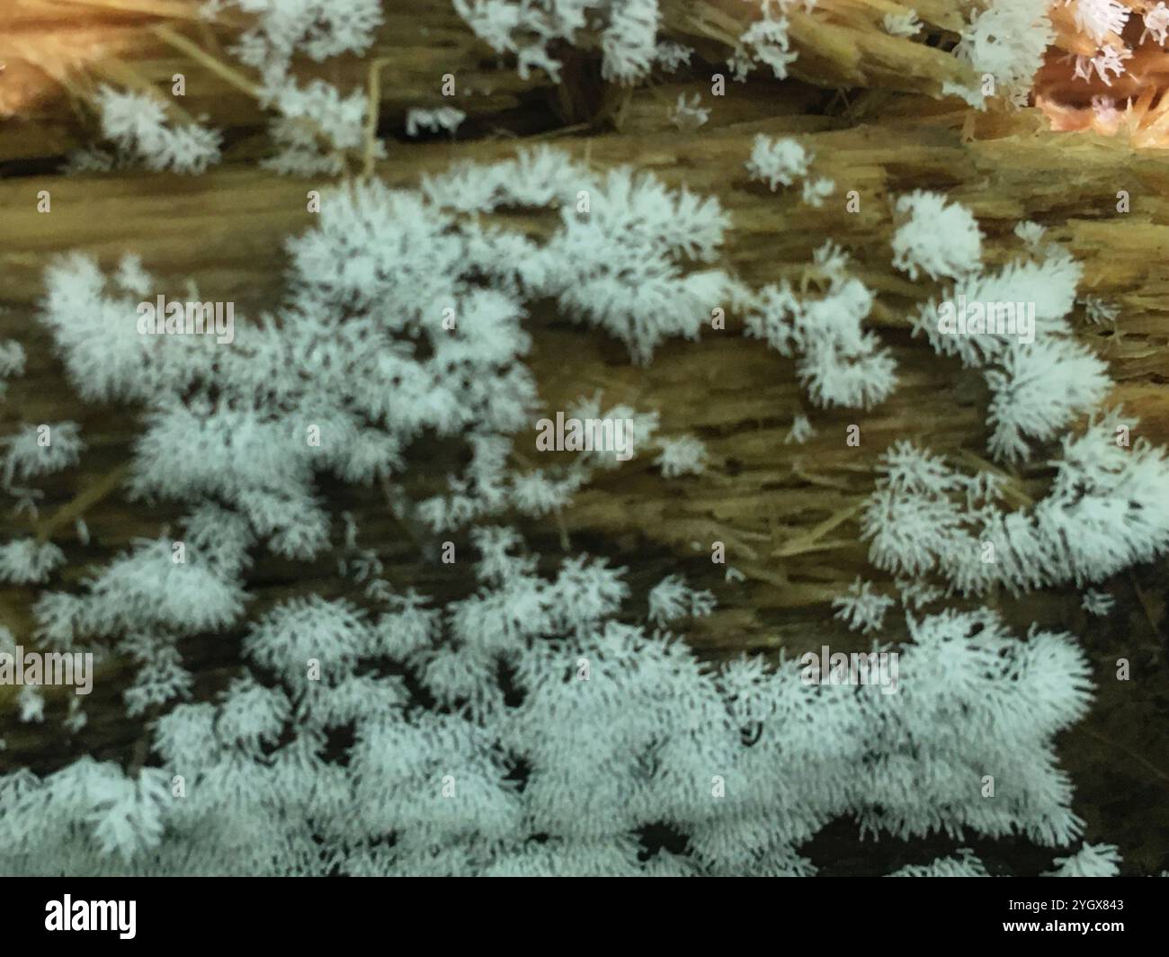 Honeycomb Coral Slime Mold (Ceratiomyxa fruticulosa Stock Photo - Alamy