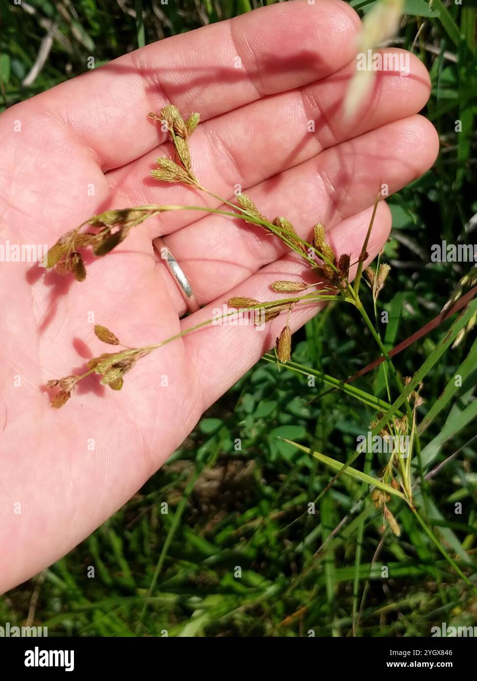 nodding bulrush (Scirpus pendulus Stock Photo - Alamy