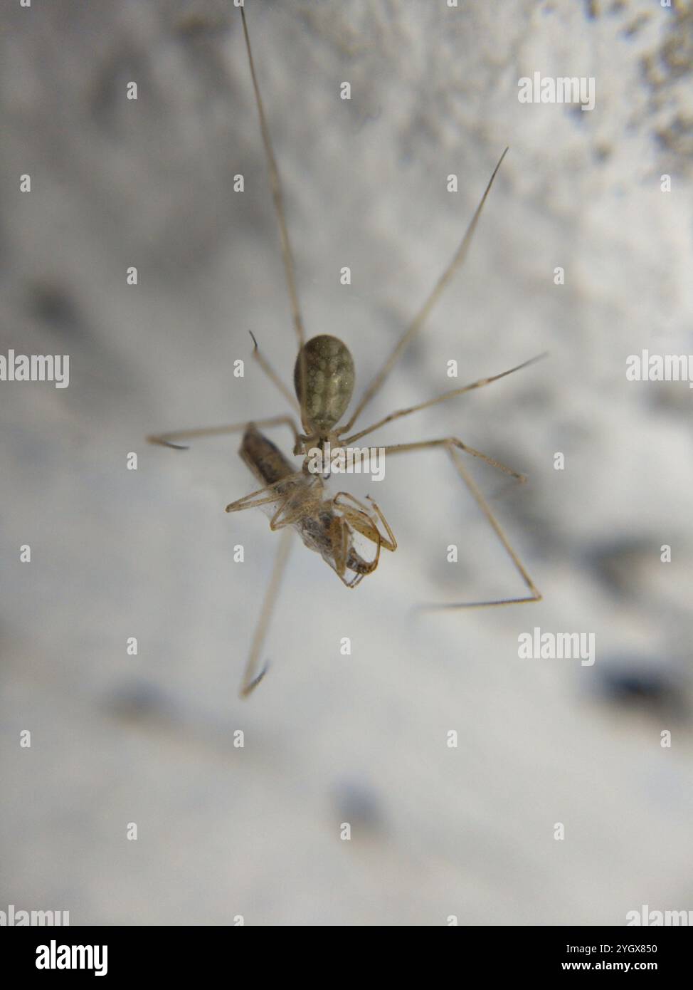 Manueli hi-res stock photography and images - Alamy