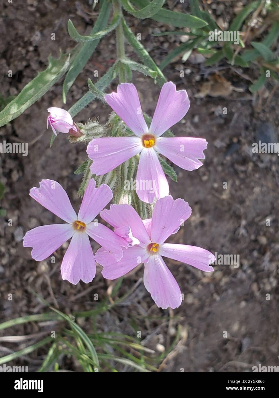 Longleaf Phlox (Phlox longifolia Stock Photo - Alamy