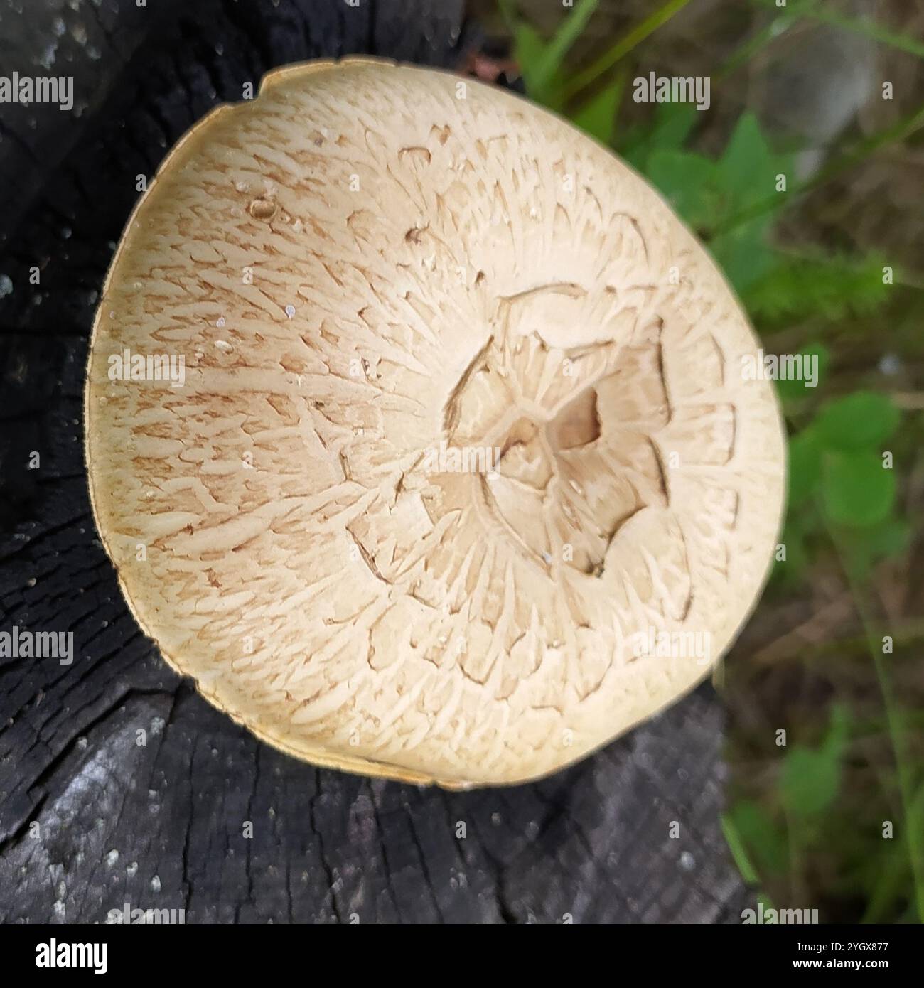 Trainwrecker (Neolentinus lepideus Stock Photo - Alamy