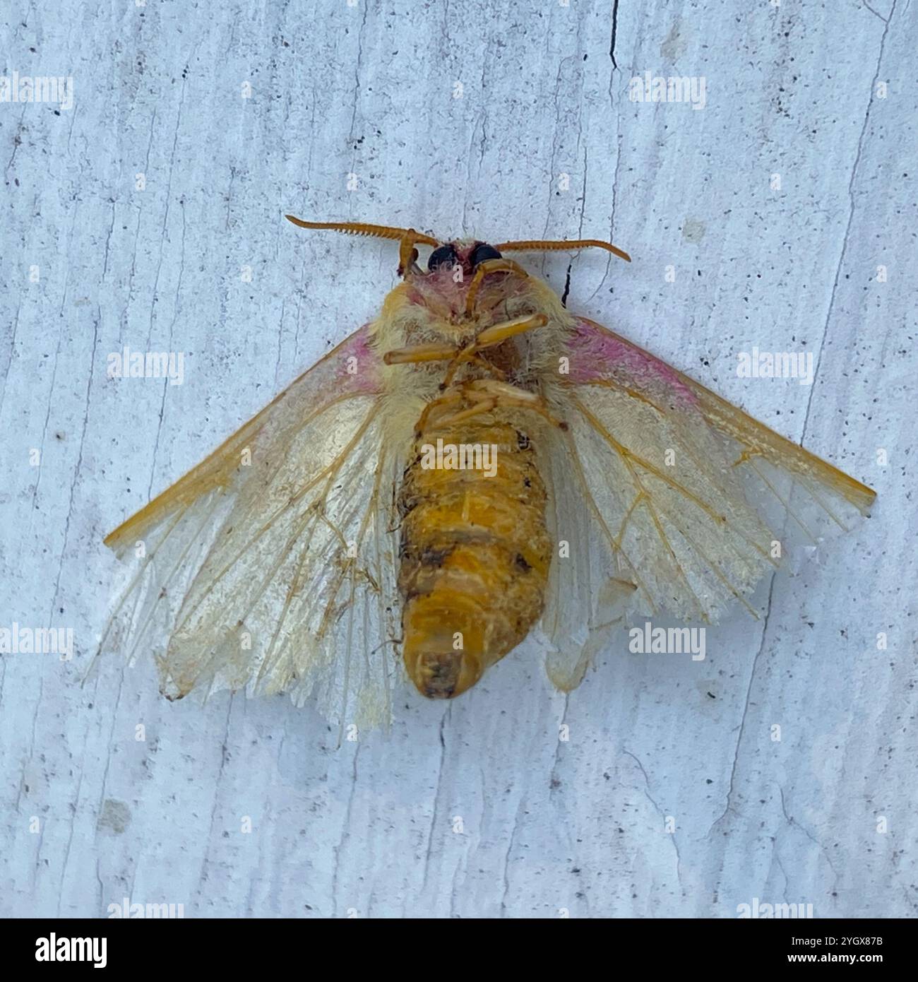 Rosy maple moth hi-res stock photography and images - Alamy