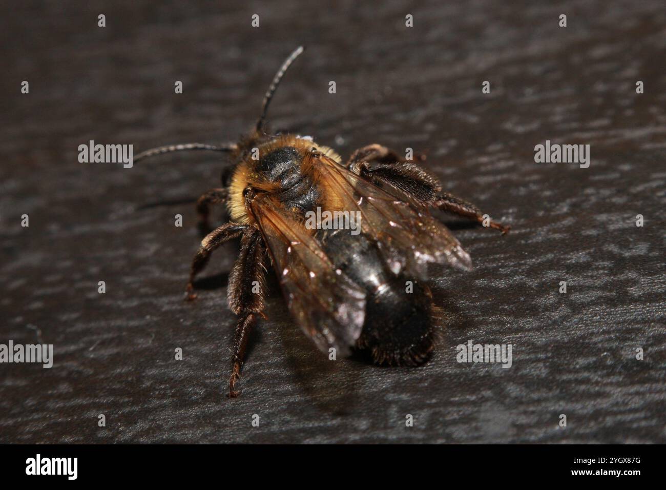 Chocolate Mining Bee (Andrena scotica Stock Photo - Alamy