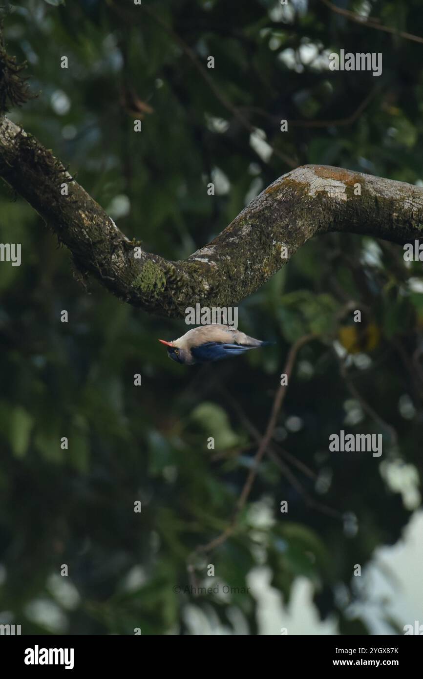 Sitta frontalis hi-res stock photography and images - Alamy