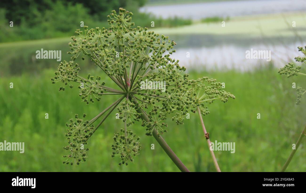 purple-stemmed angelica (Angelica atropurpurea Stock Photo - Alamy