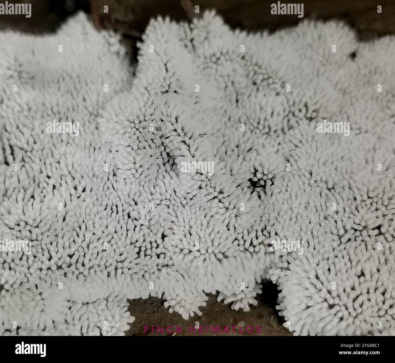Honeycomb Coral Slime Mold (Ceratiomyxa fruticulosa Stock Photo - Alamy