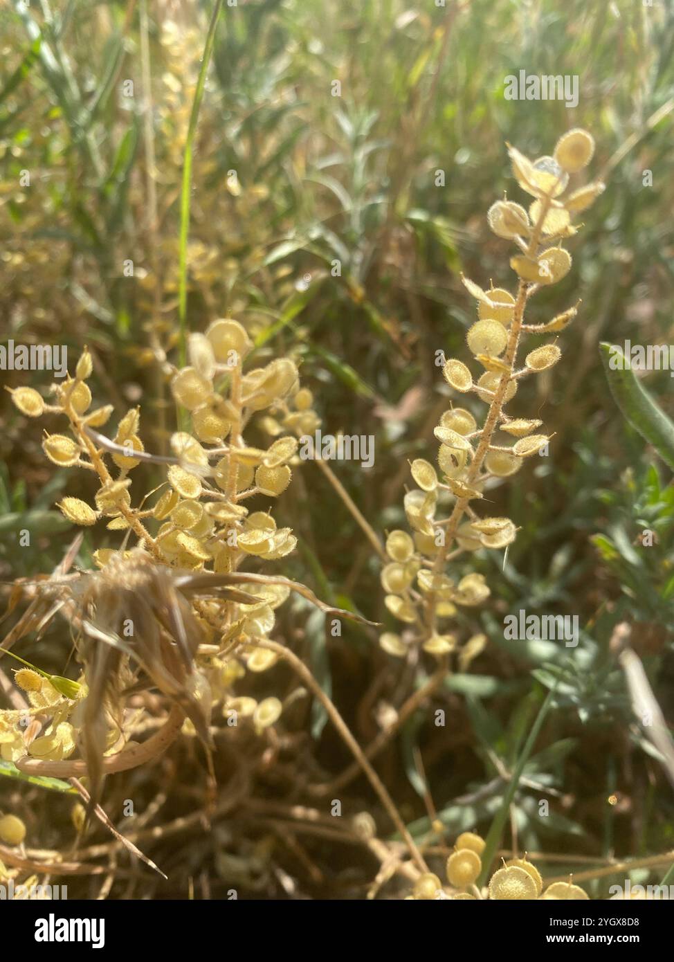 Common Peppergrass (Lepidium densiflorum Stock Photo - Alamy