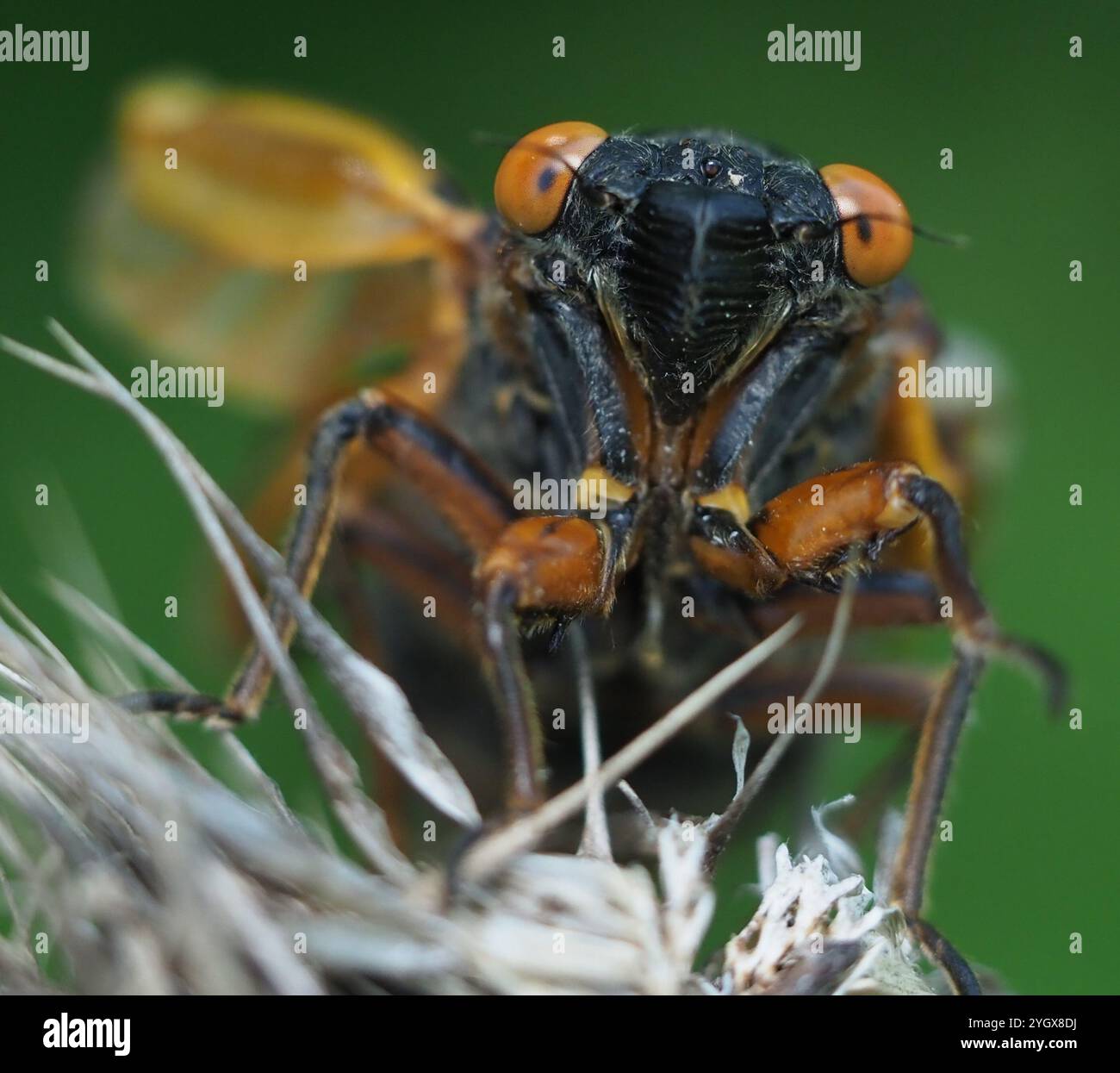 Pharaoh Cicada (Magicicada septendecim Stock Photo - Alamy