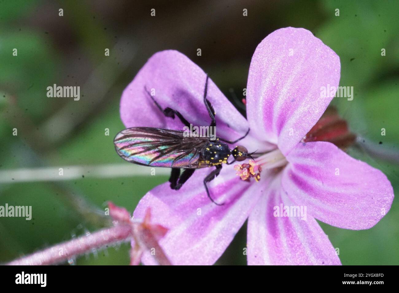 Dance Flies, Long-legged Flies, and Allies (Empidoidea Stock Photo - Alamy