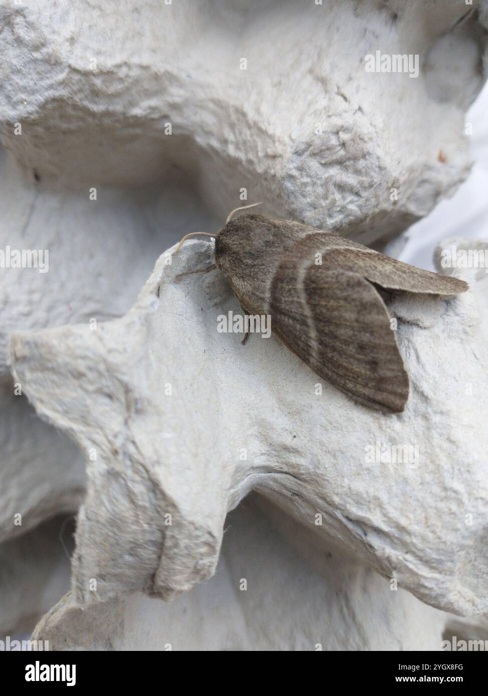 Fox Moth (Macrothylacia rubi Stock Photo - Alamy