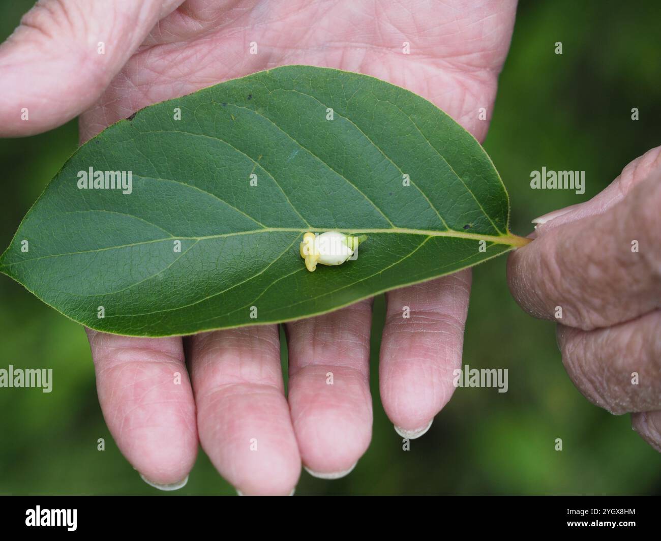 American persimmon (Diospyros virginiana Stock Photo - Alamy