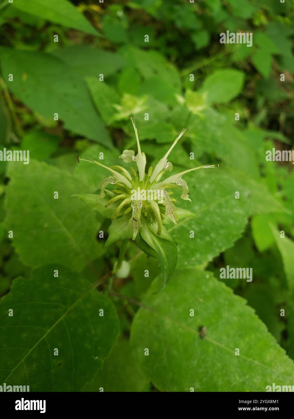 white bergamot (Monarda clinopodia Stock Photo - Alamy
