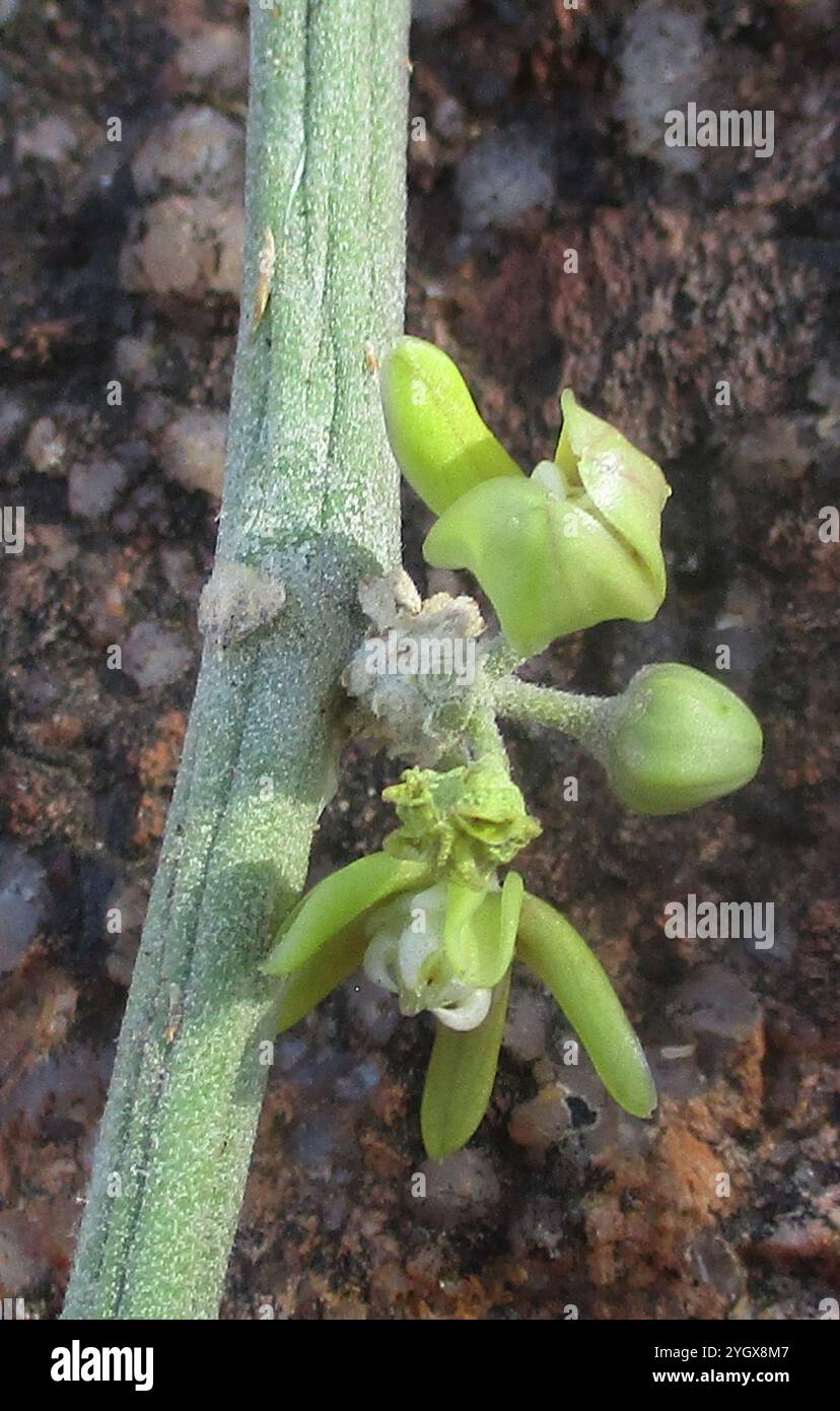 Caustic Vine (Cynanchum viminale Stock Photo - Alamy
