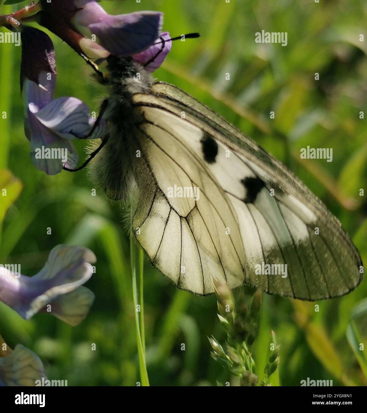 Clouded apollo parnassius mnemosyne hi-res stock photography and images ...