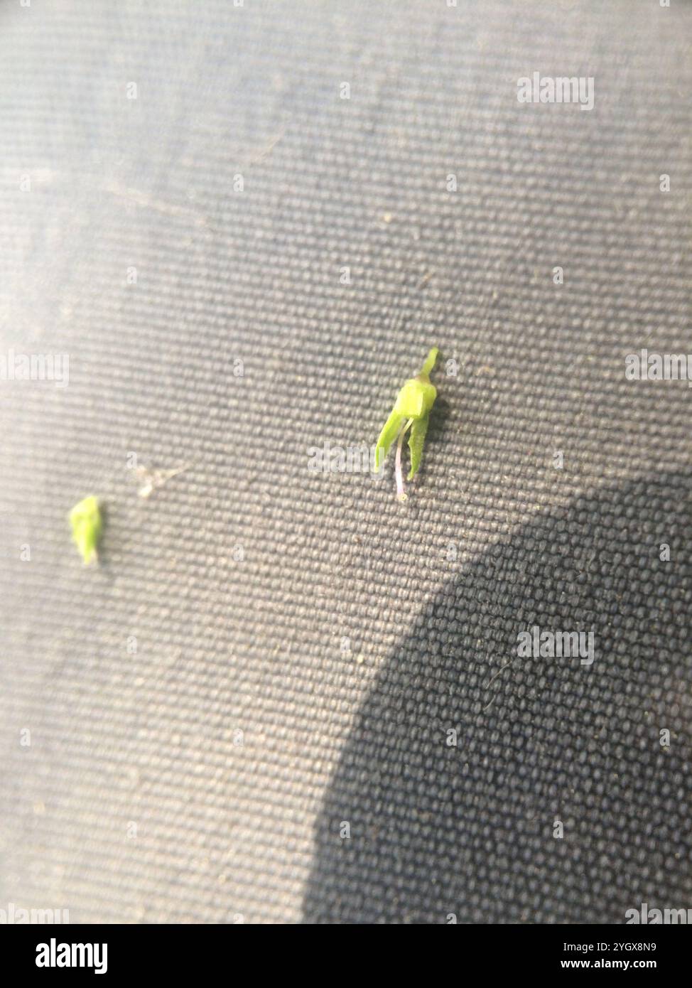 American brooklime hi-res stock photography and images - Alamy