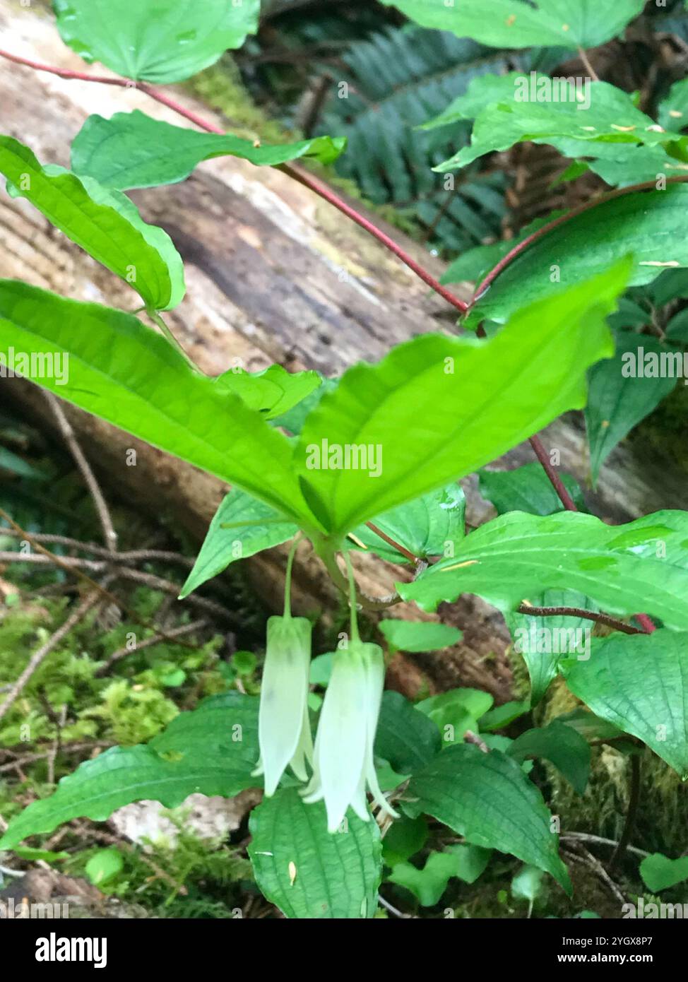 largeflower fairybells (Prosartes smithii Stock Photo - Alamy