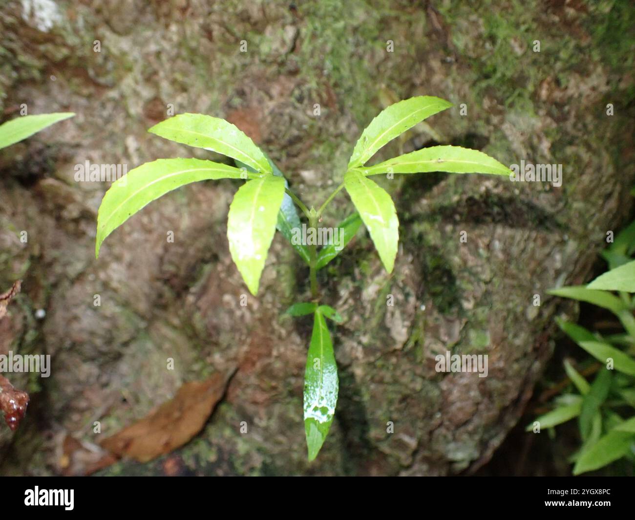 Trifoliatus hi-res stock photography and images - Alamy