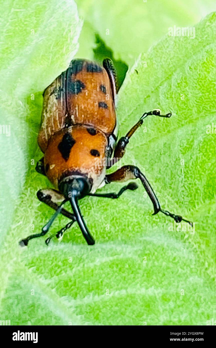 Cocklebur Weevil (Rhodobaenus quinquepunctatus Stock Photo - Alamy